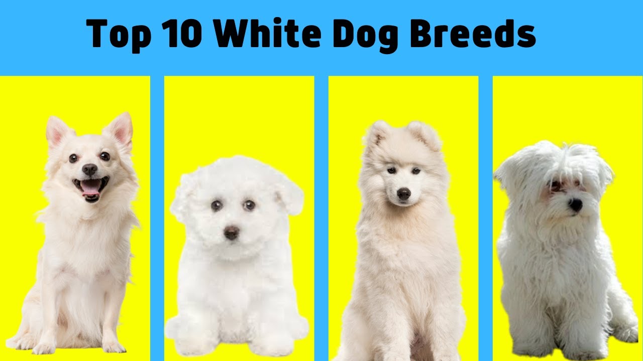 Top 10 White Dog Breeds - YouTube