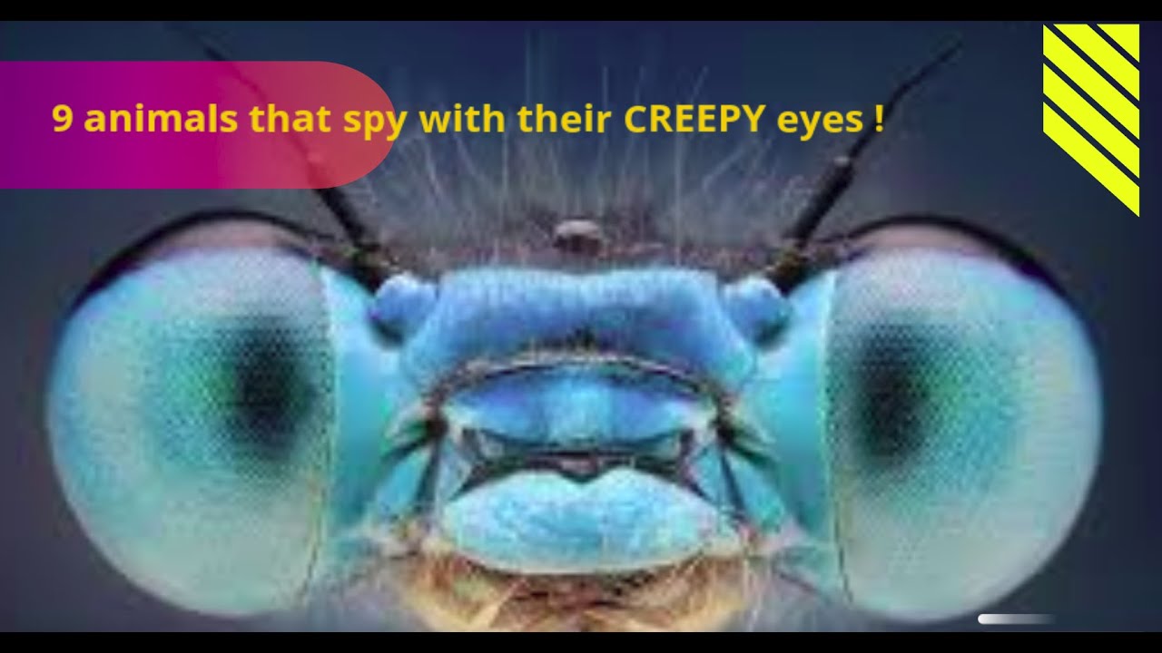 9 Animals That Spy With Their CREEPY Eyes ! - YouTube