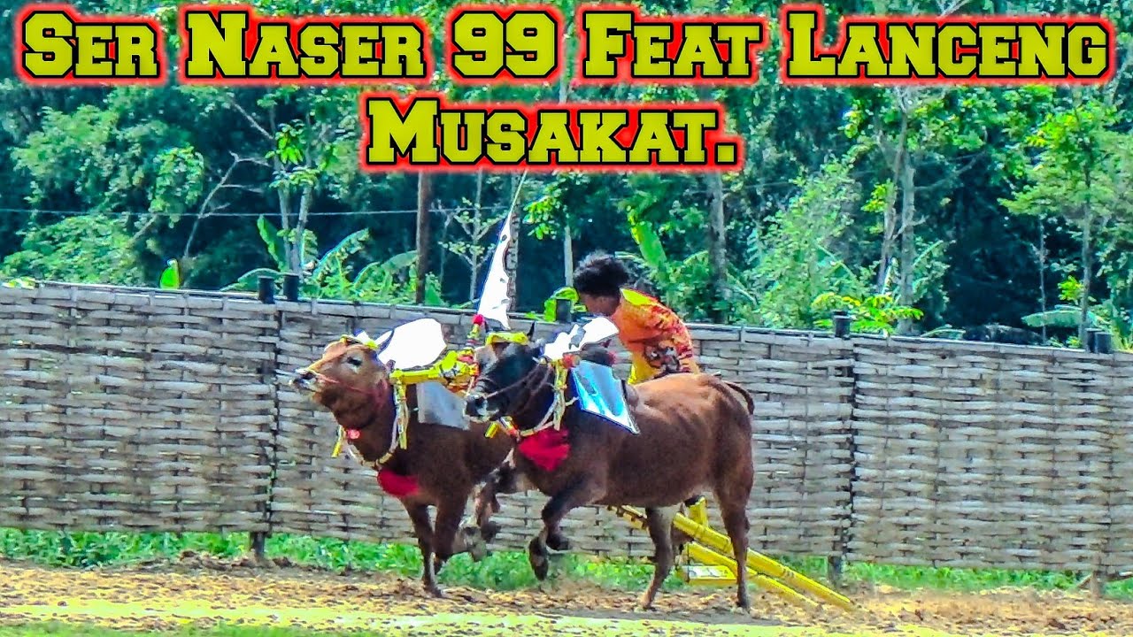 Done Deal.. .? Latihan Tim Karapan Sapi Ser Naser 99 Feat Lanceng ...
