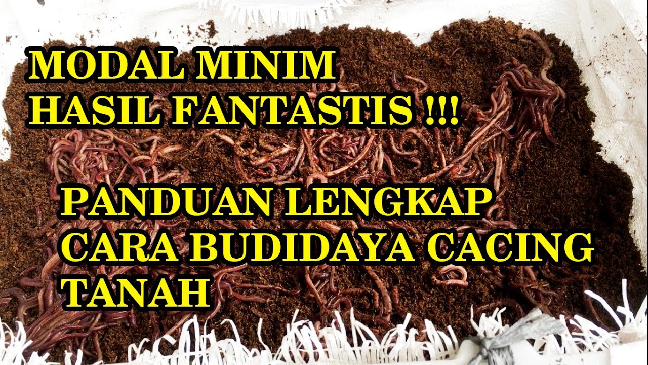 BISNIS BUDIDAYA CACING TANAH SKALA RUMAHAN. MODAL MINIM HASIL FANTASTIS ...