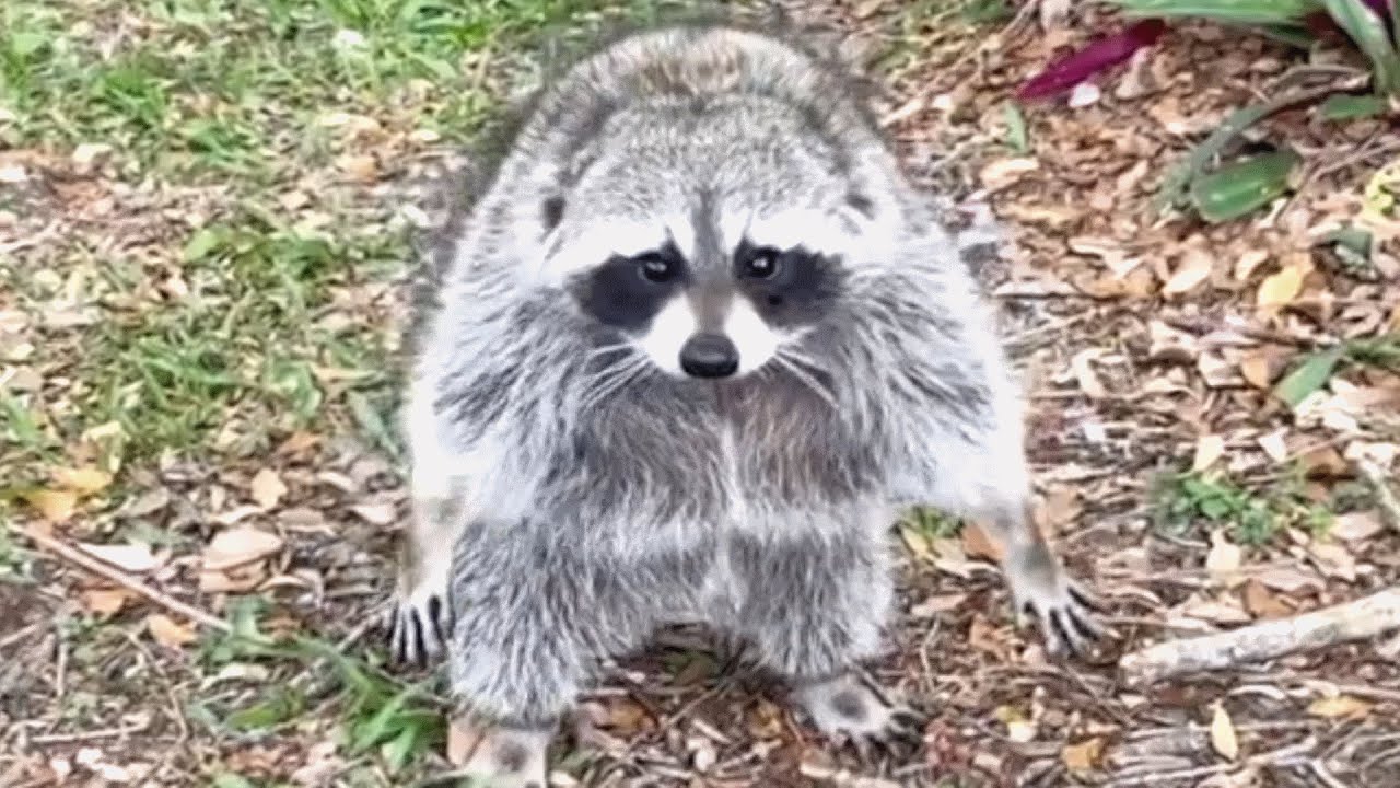 Chonky raccoon put on a diet because he hates exercise - YouTube