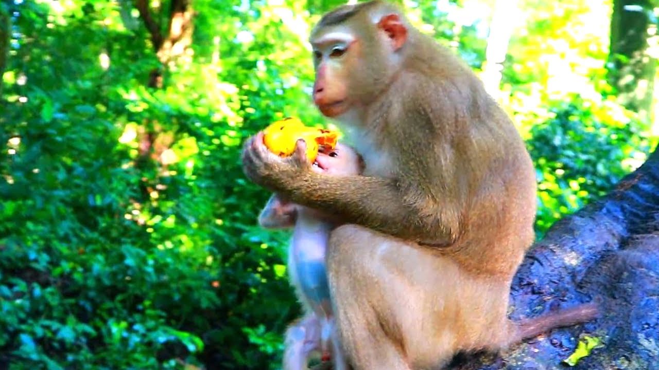 Lovely Baby Luno Joining Eats Mango With Luna |The monkeys - YouTube