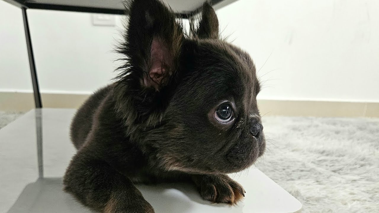 Play time with Coco | French Bulldog Puppy | Furbaby - YouTube