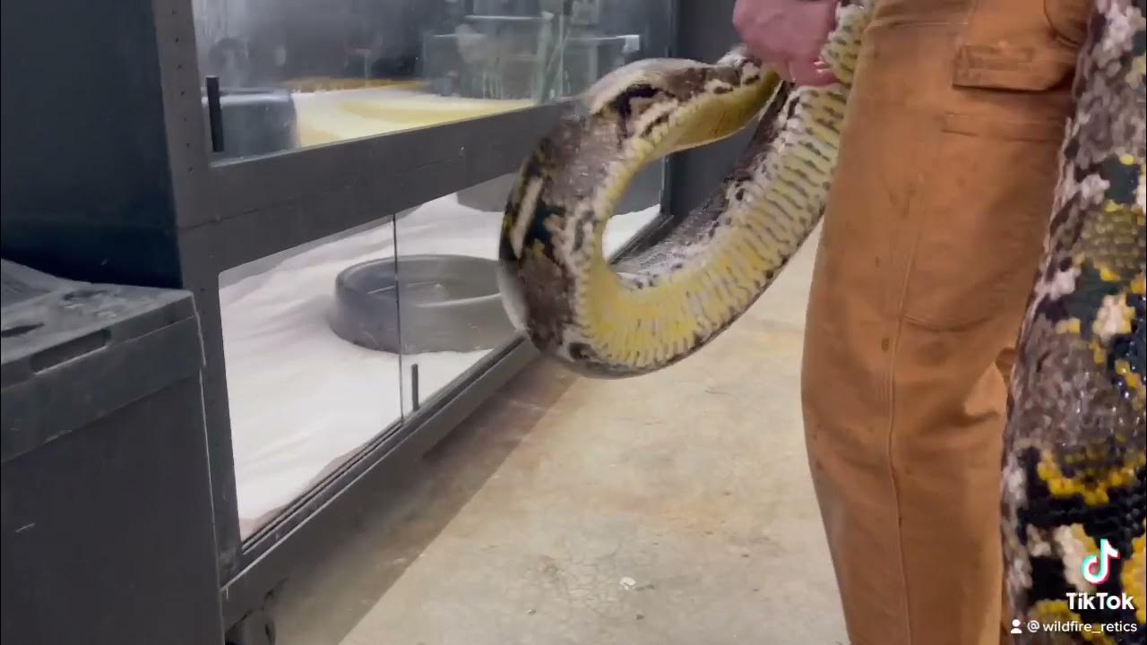 MASSIVE Reticulated Python Coming Out of the Bath #shorts - YouTube
