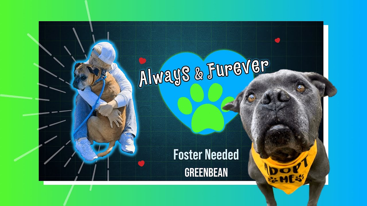 Foster Needed - YouTube