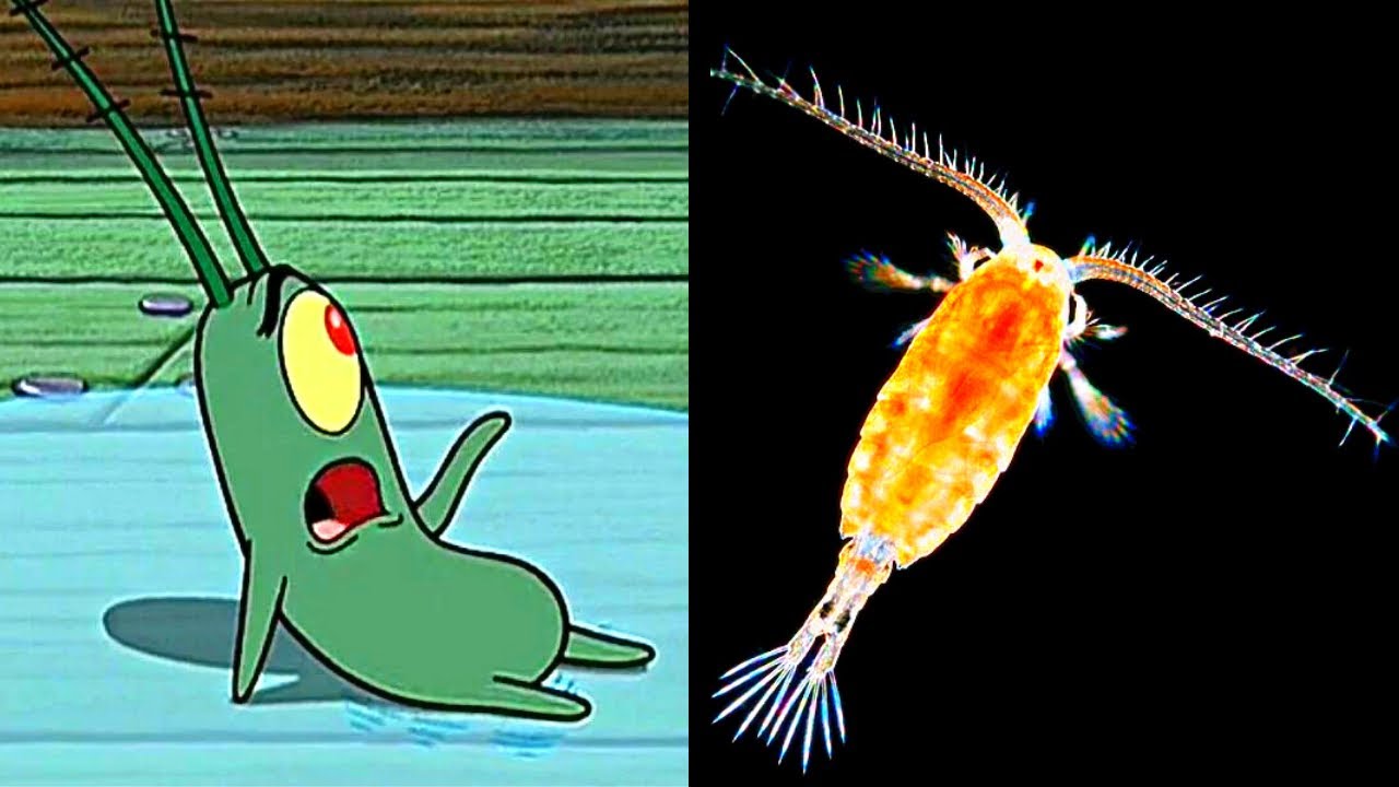 SpongeBob in Real life - Main Characters! Part 132 - YouTube