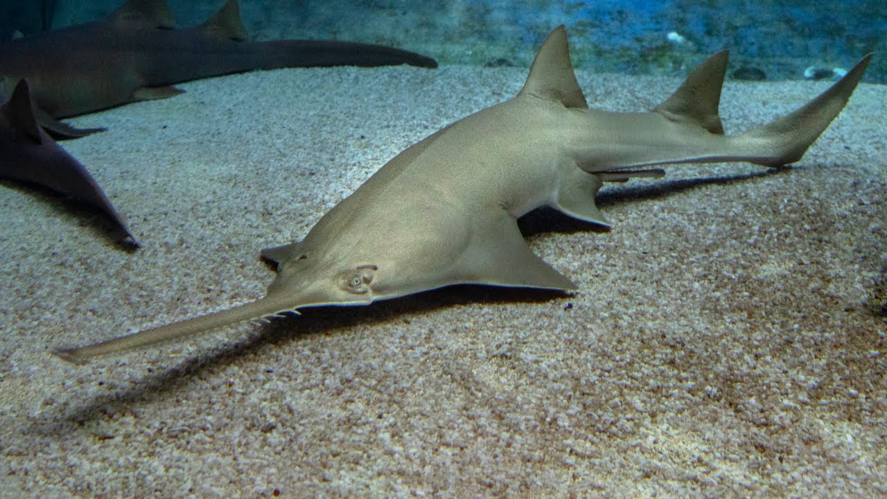 Spinning Fish in the Florida Keys Live Update | May 2024 - YouTube