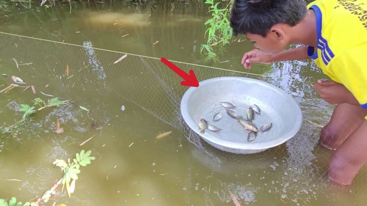 Net trap fish, Fishing for cooking, Natural fishing - YouTube