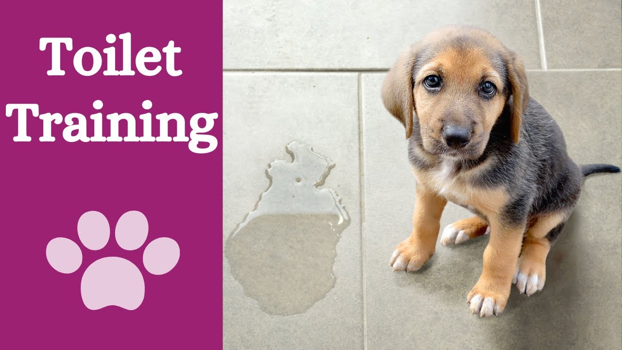 Toilet train your puppy [complete step by step guide] - YouTube