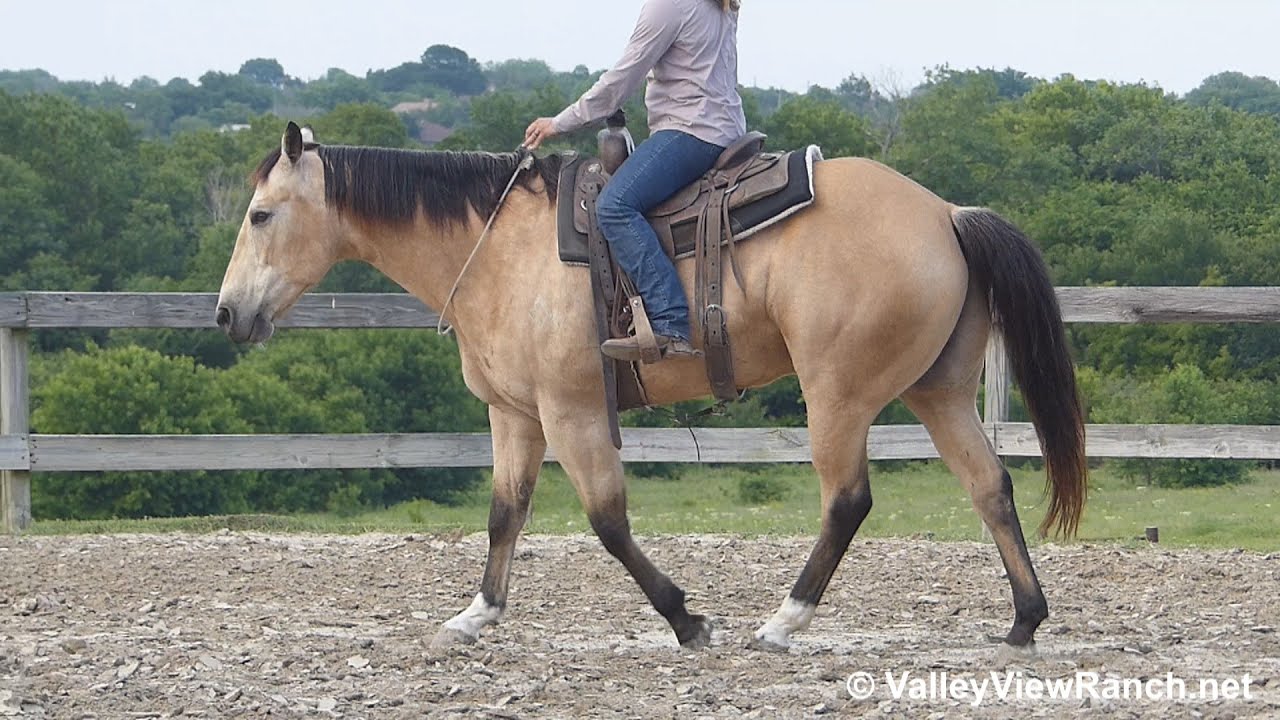 Ben - riding bridleless! - ValleyViewRanch.net - YouTube