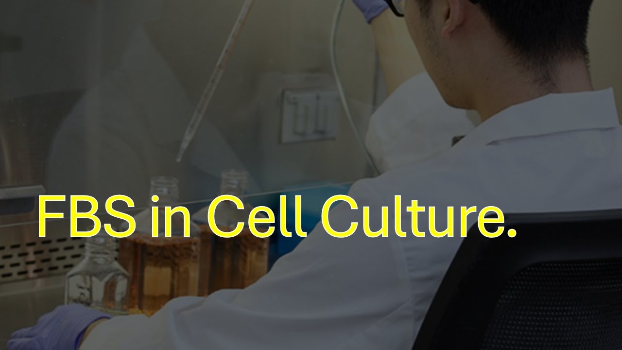 #fbs for #cell #cultures Regeneration Biology - YouTube