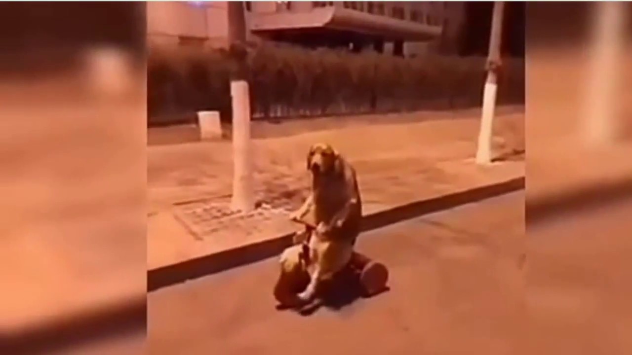 Saw dog - YouTube