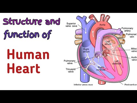 Structure and function of heart || Class 11 biology|| Study conscious ...