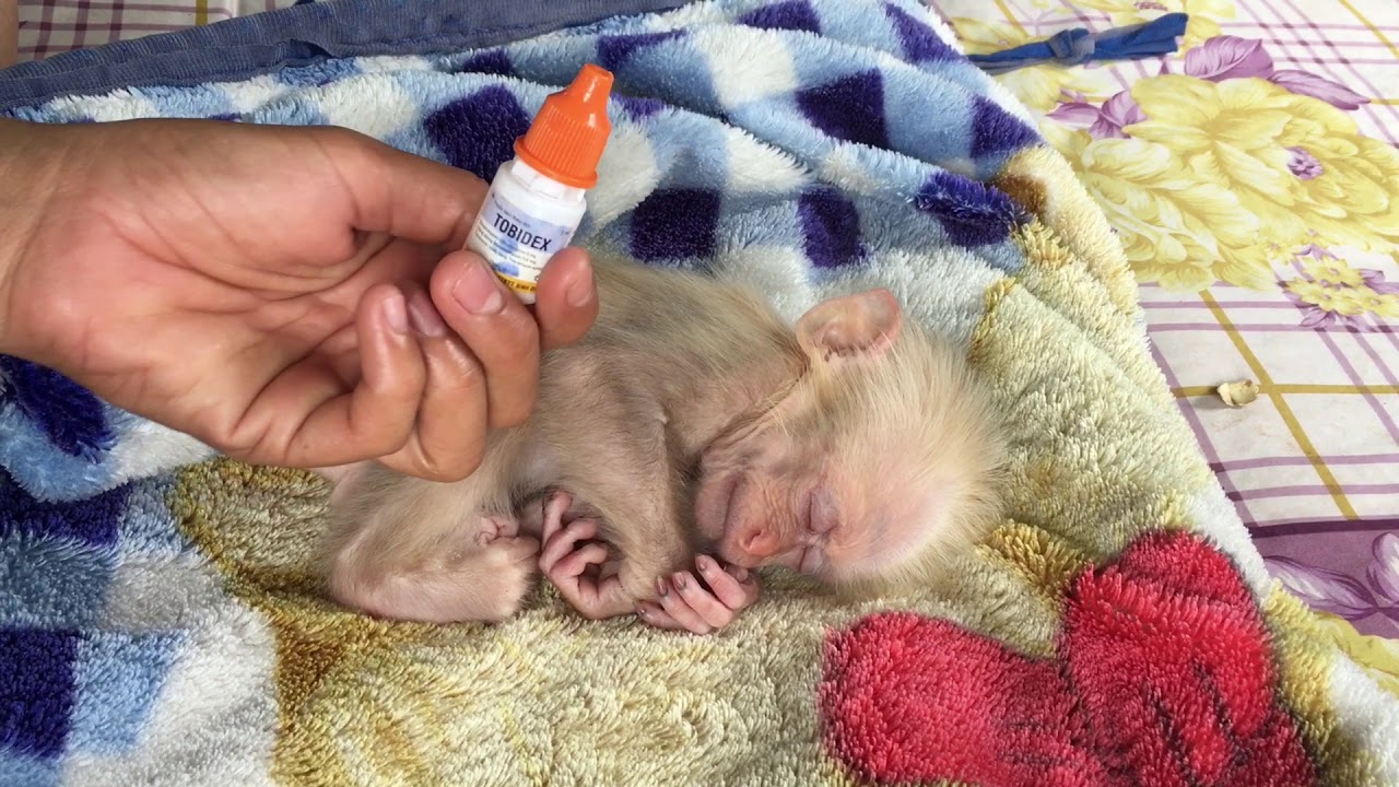 Take care of the monkey angel - YouTube