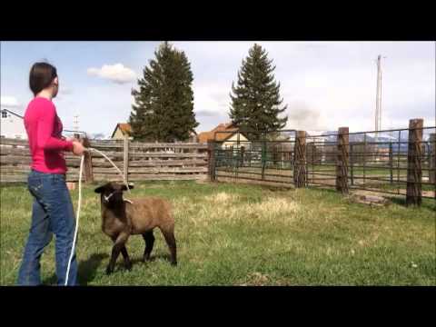Sheep Showing Part 1 - YouTube