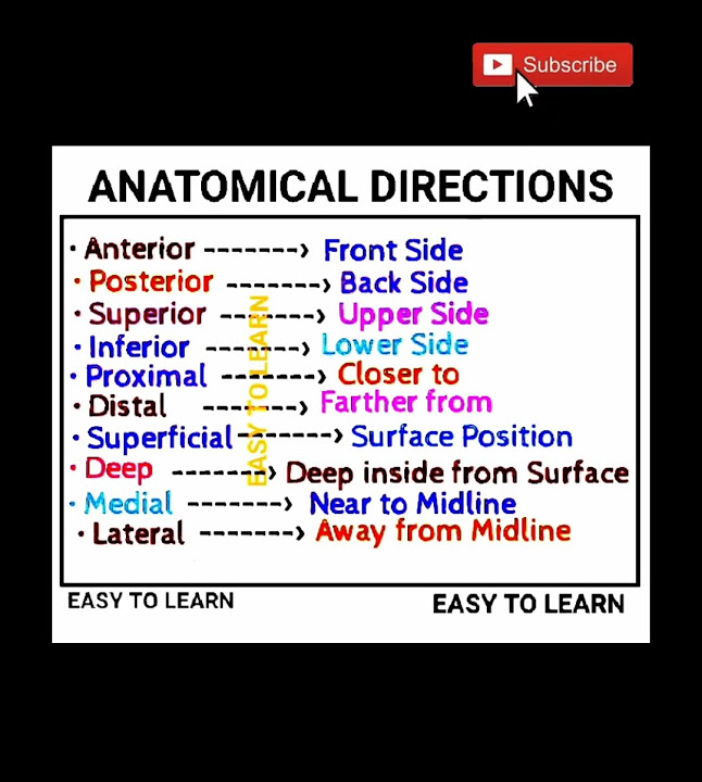 Anatomical Directional Terms - YouTube
