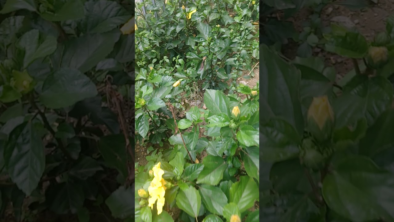 Beautiful yellow gumamela flowers apart from busy day at the roadside ...