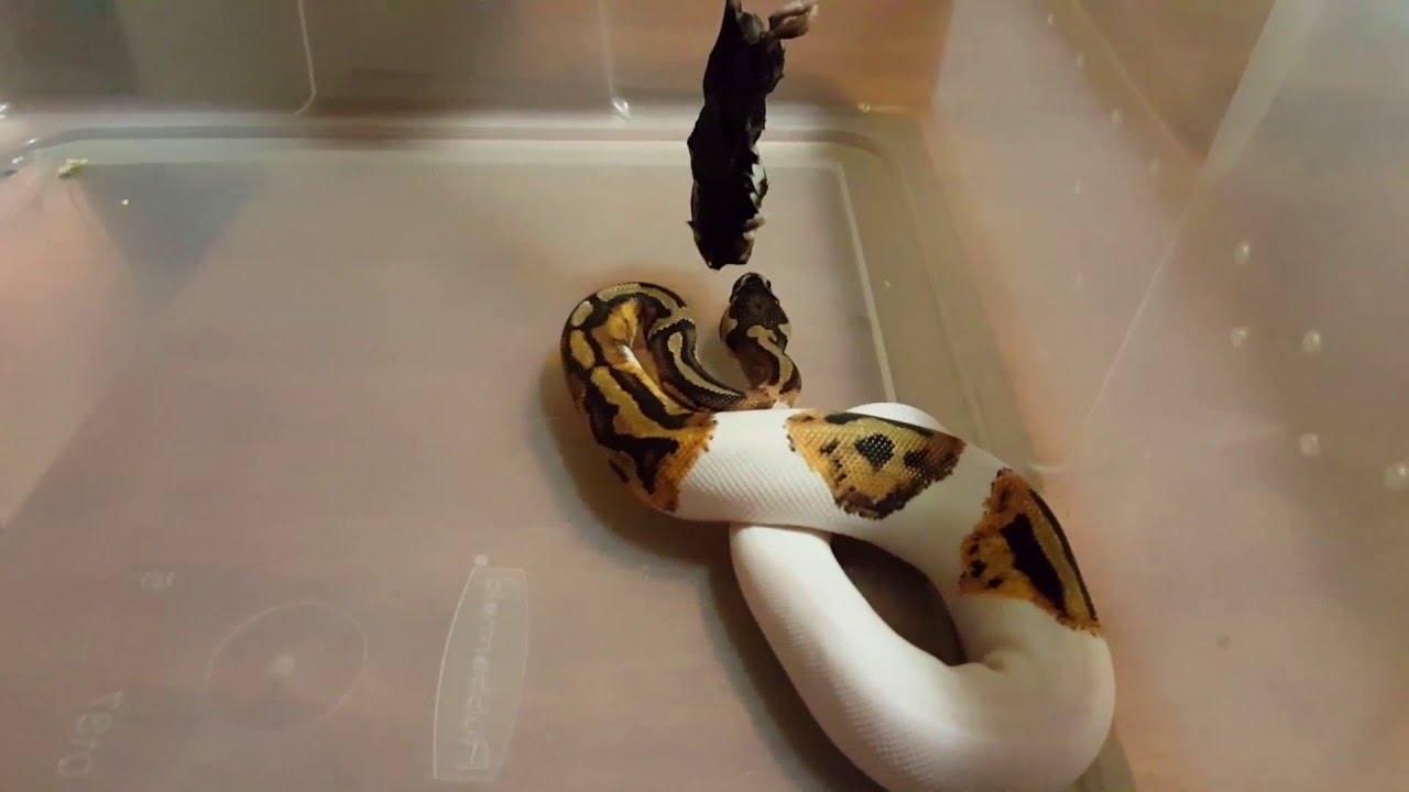 Piebald Ball Python Striking - YouTube