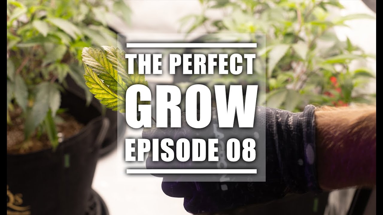 Flowering Cannabis | The Perfect Grow | EP8 - YouTube