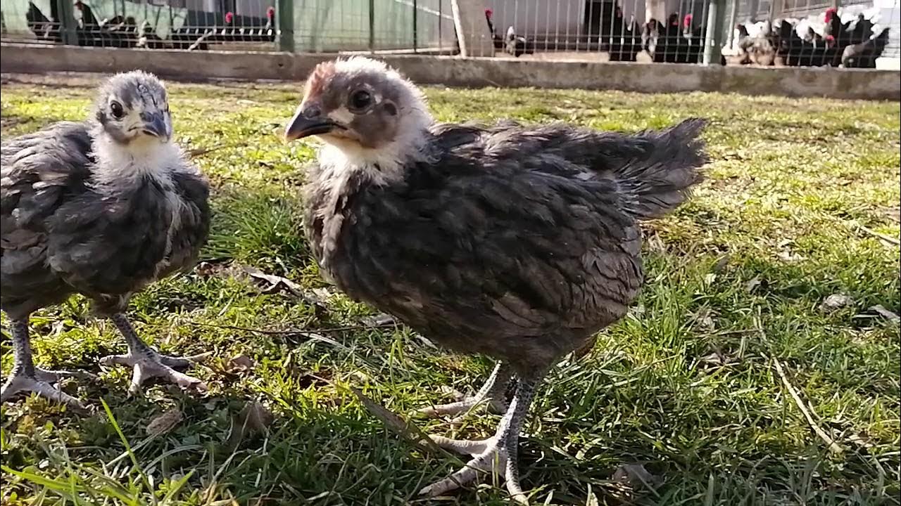 Pui Australorp Albastru 35 zile 2021 Puica și Cocos - YouTube