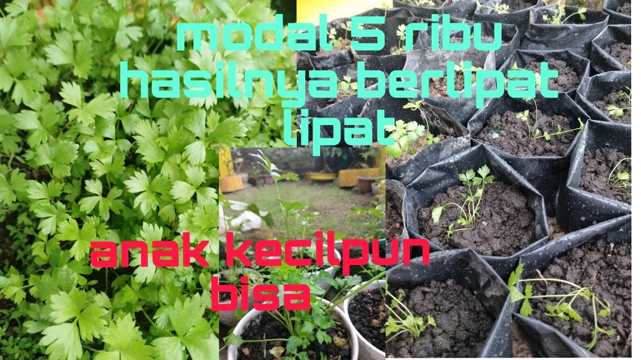 MENANAM SELEDRI DI POT DARI PEMBIBITAN - YouTube
