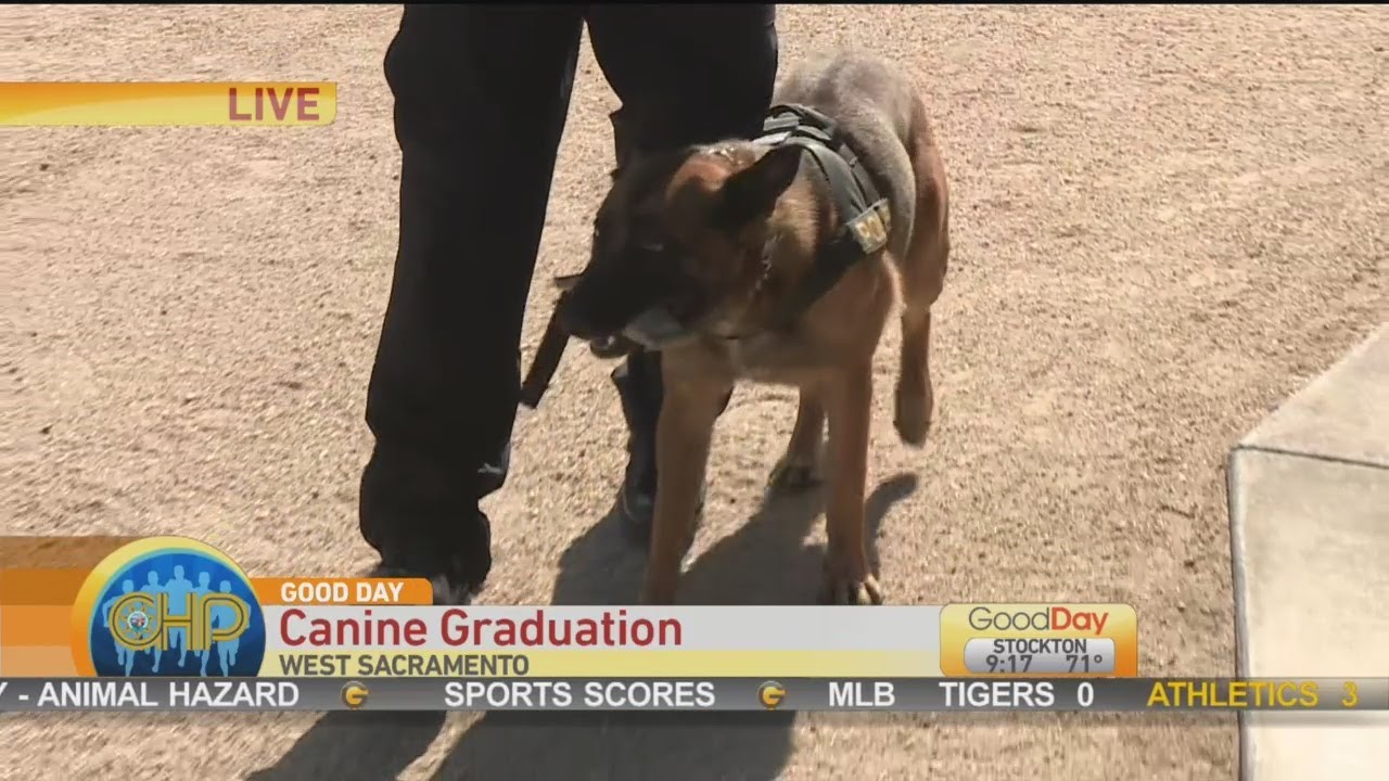 CHP Canine Graduation - YouTube