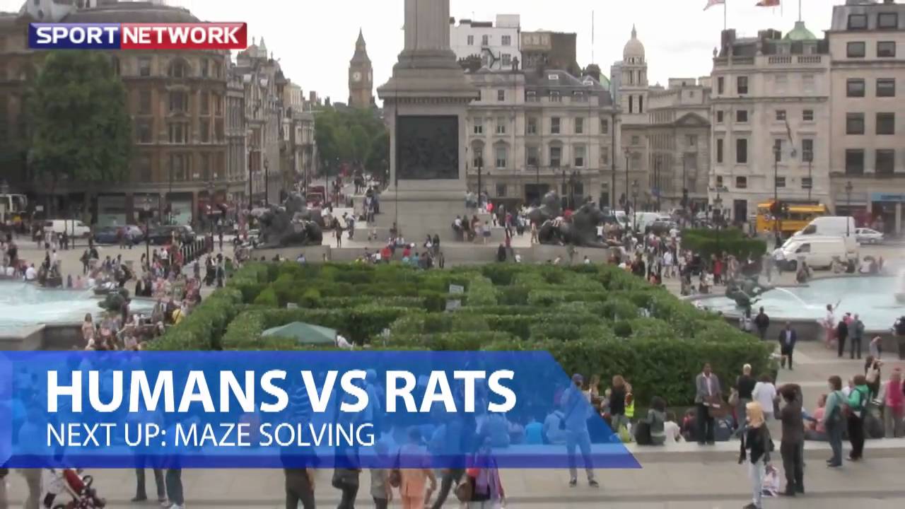 Human vs Rat: The Maze Challenge - YouTube