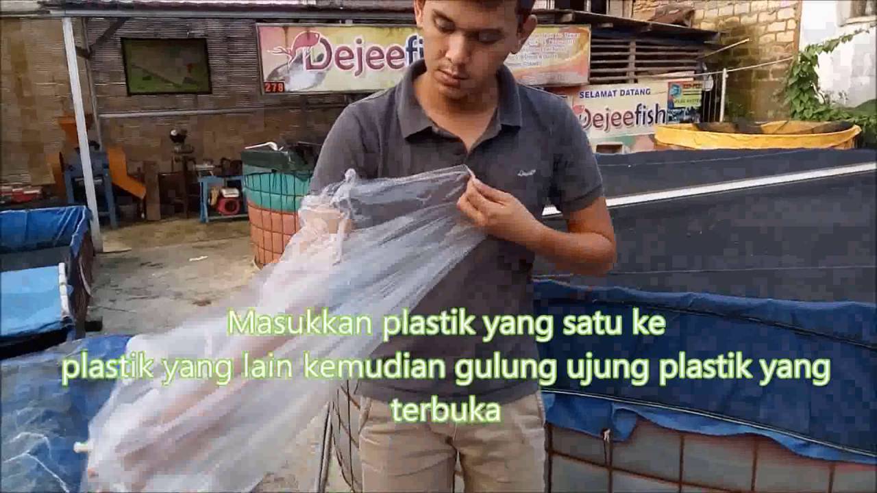 teknik pengemasan /packing ikan seri 1 dejeefish - YouTube