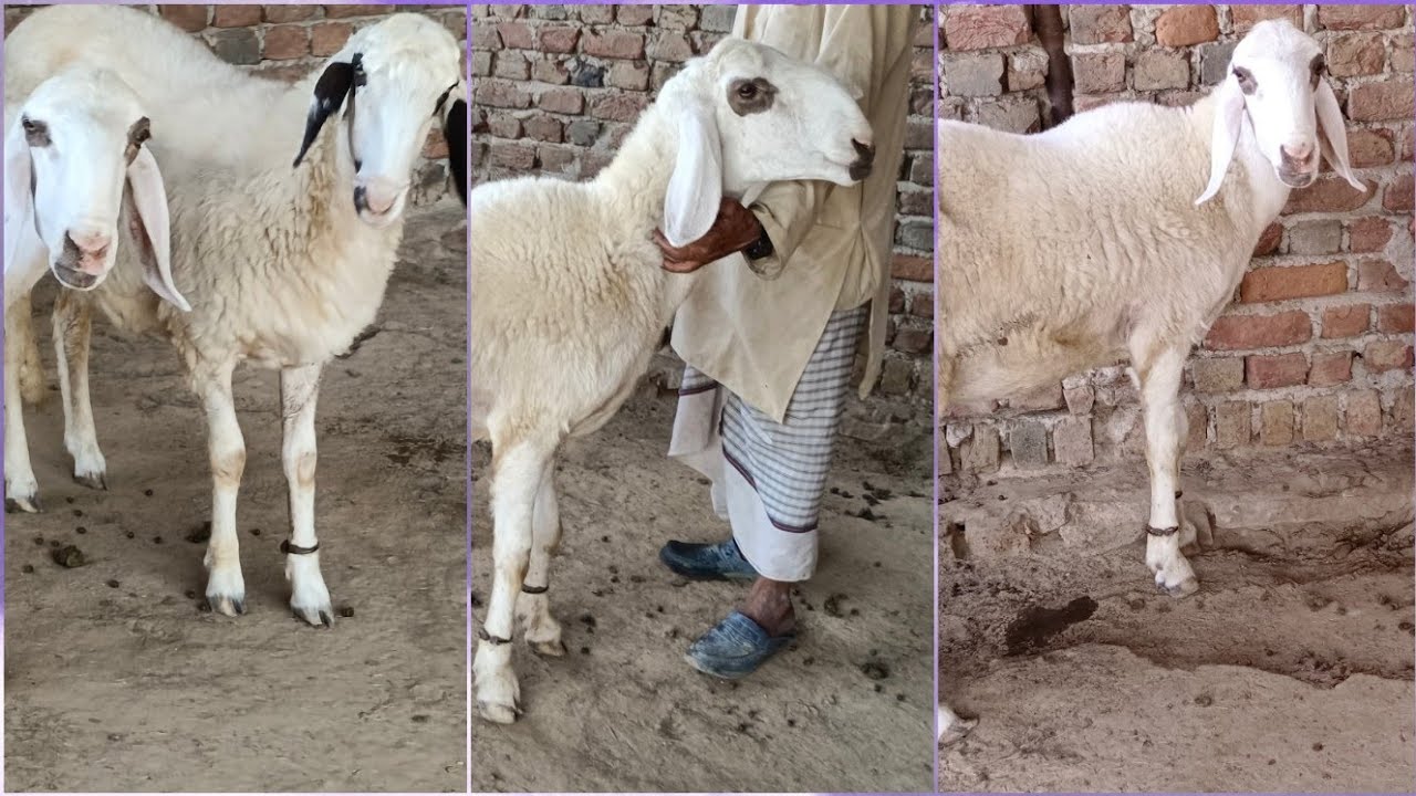 🐏 🐑 Gulabi lamdum Bhede sheep 2 4 daat khassi qurbani lamdum 70 80 ...