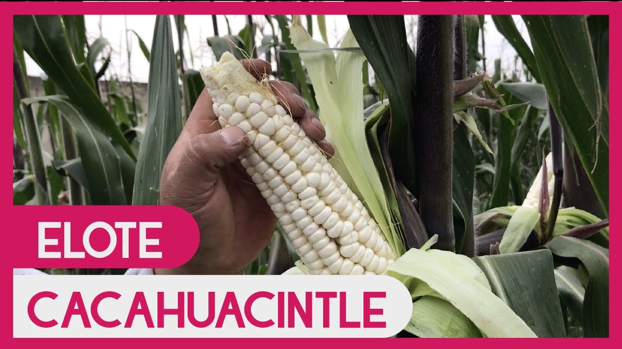 Conoce el Elote Cacahuacintle - YouTube