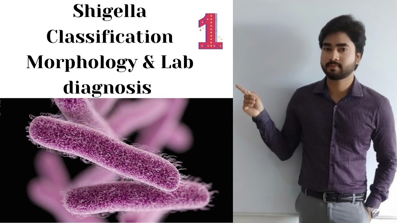 SHIGELLA | Classification | Morphology and Lab Diagnosis part (1) (By ...