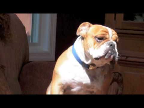 BUDDY THE SINGING BULLDOG - BUDDY AND CHLOE - YouTube