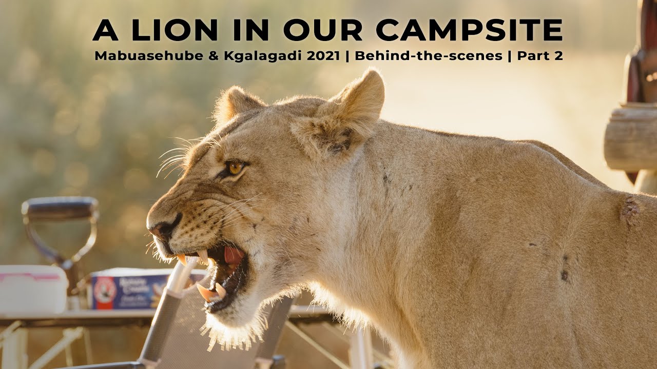 A Lion in our Campsite - Mabuasehube & Kgalagadi 2021 BTS (2 of 3 ...