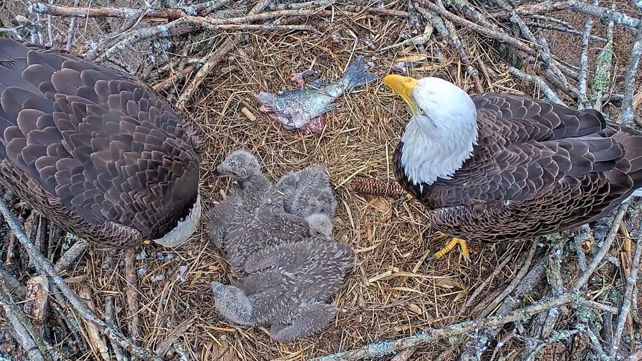 E#27 | parent birds brings food to feed the chicks in their nest ...