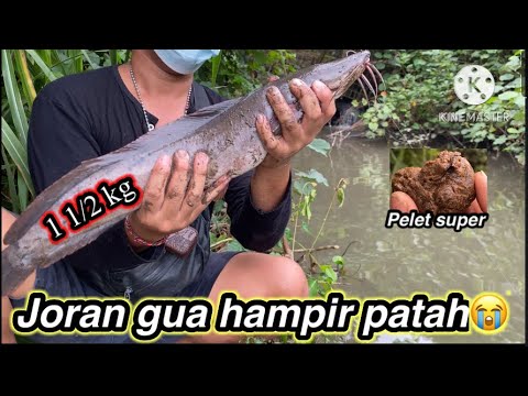 Mancing di rawa”. Lele 1 1/2kg. Joran hampir patah😭 - YouTube