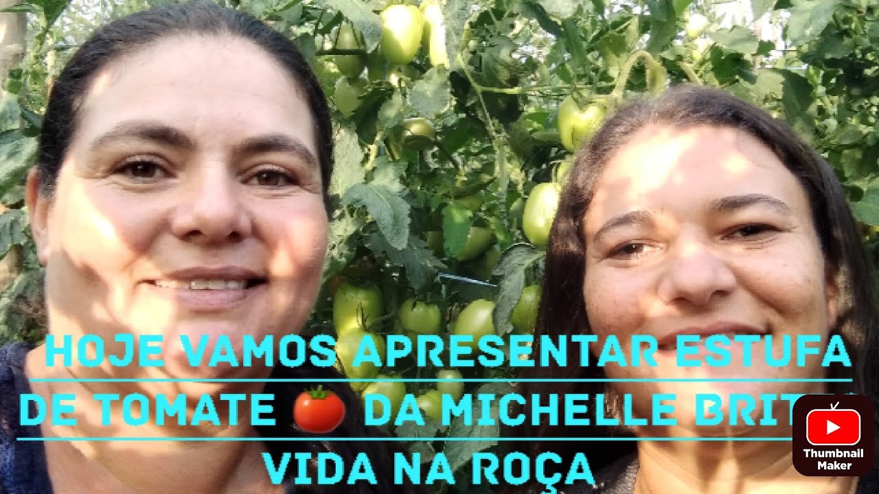 HOJE VAMOS APRESENTAR A ESTUFA DE TOMATE 🍅 DA MICHELLE BRITTO VIDA NA ...