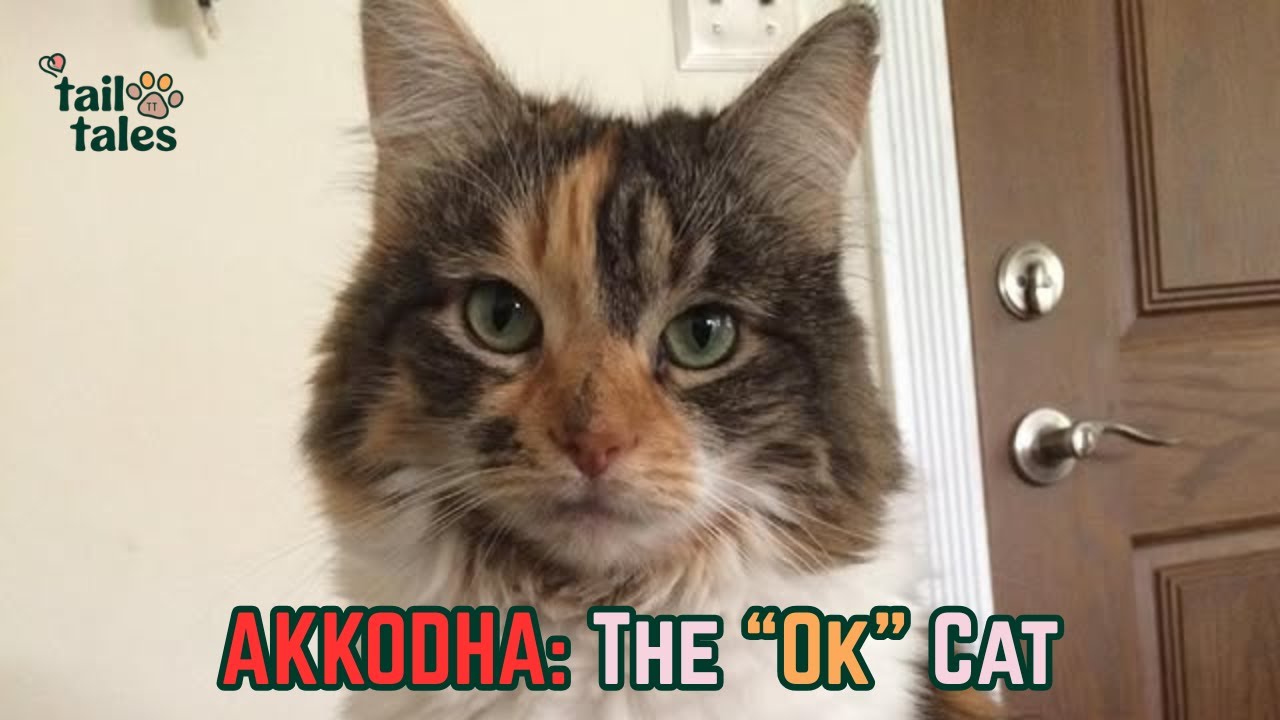 Akkodha the “OK” Cat 🐱 The Most Affectionate Talking Cat You'll Ever ...