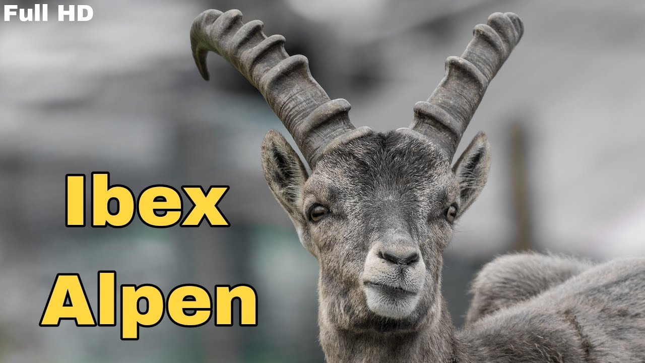 Alpine ibex | goat sound - YouTube
