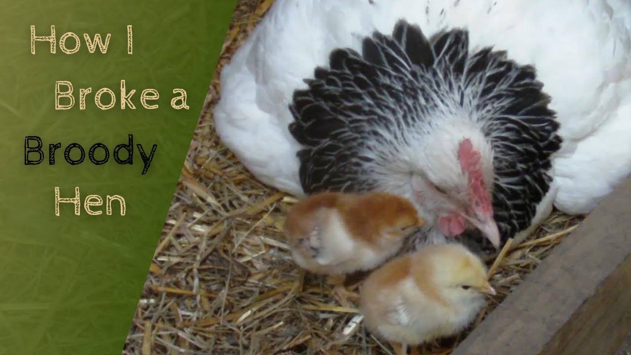 Breaking a Broody Hen - YouTube