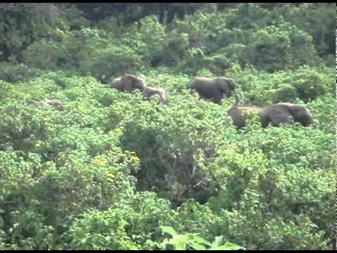Elephants Nkunga Forest, Meru Kenya - YouTube