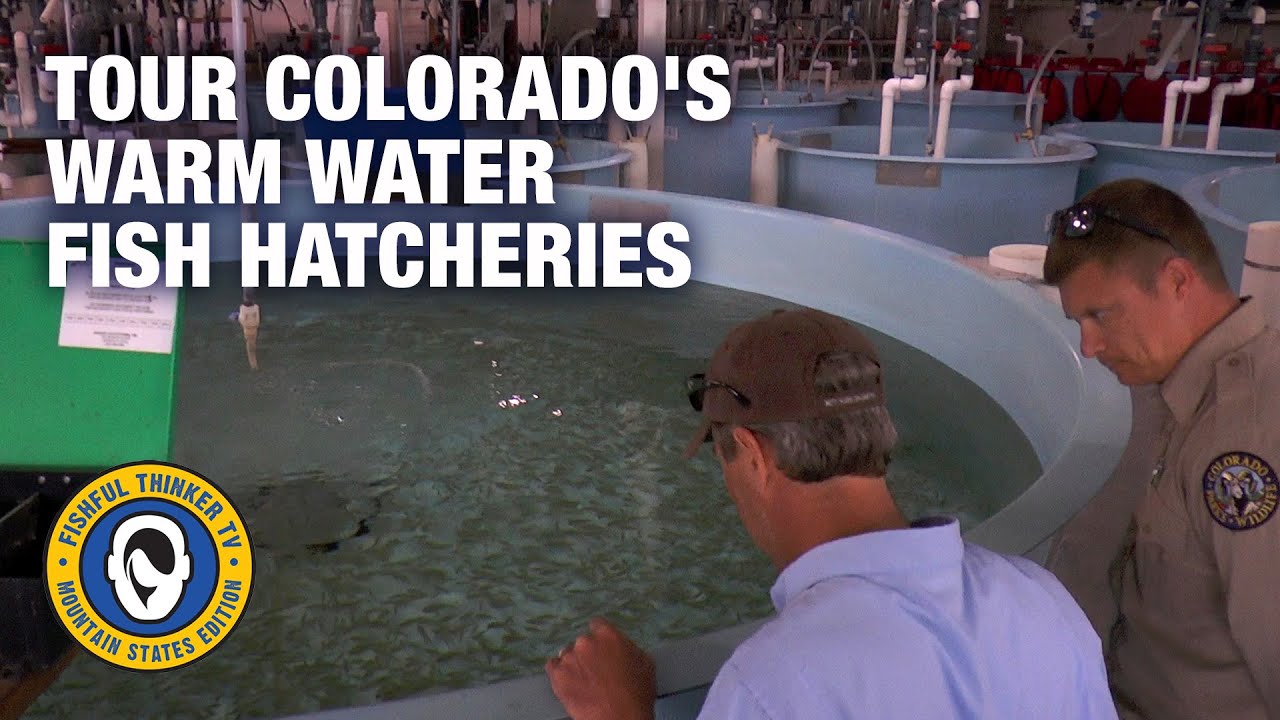 Tour one of Colorado's warm water fish hatcheries... - YouTube