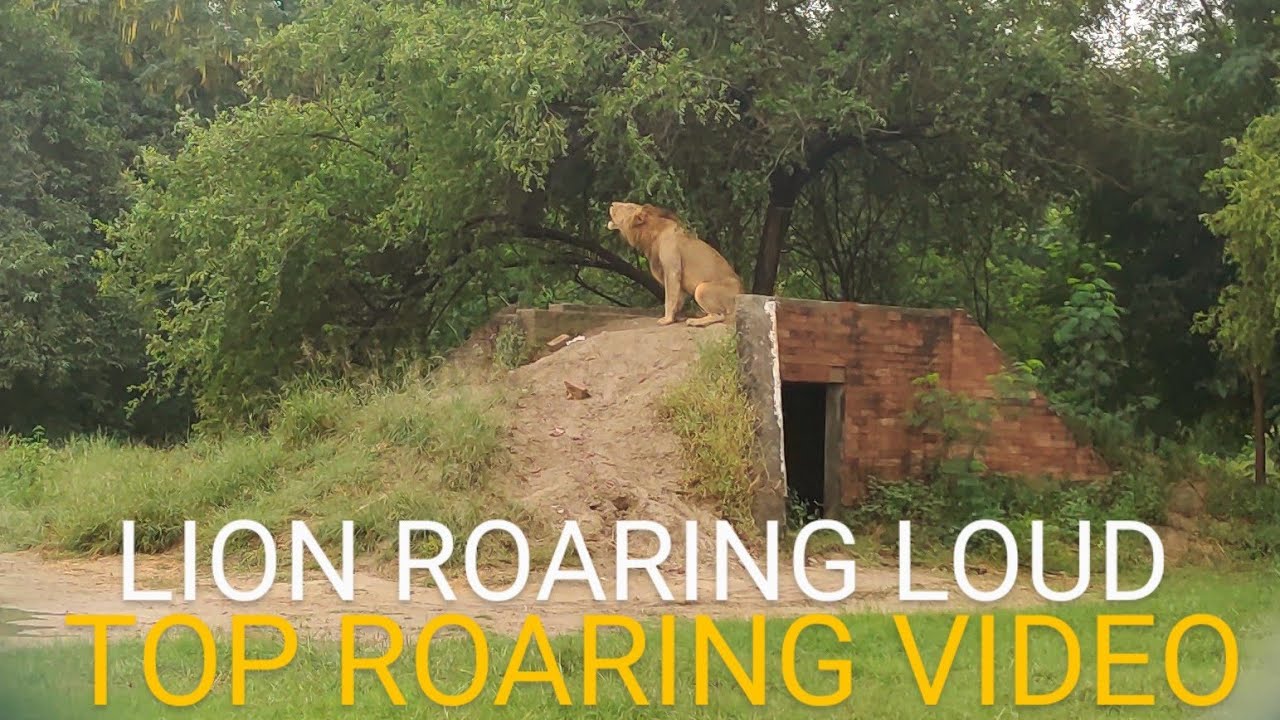 LION KING IN EXTREME ROARING MODE | LION CALLING PRIDE | LOUD LION ...
