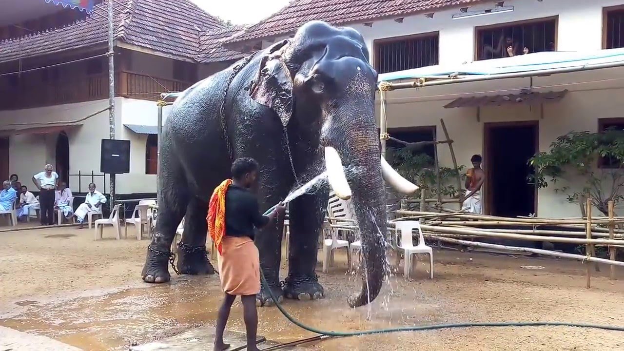 Pampady Rajan big and beautiful - YouTube