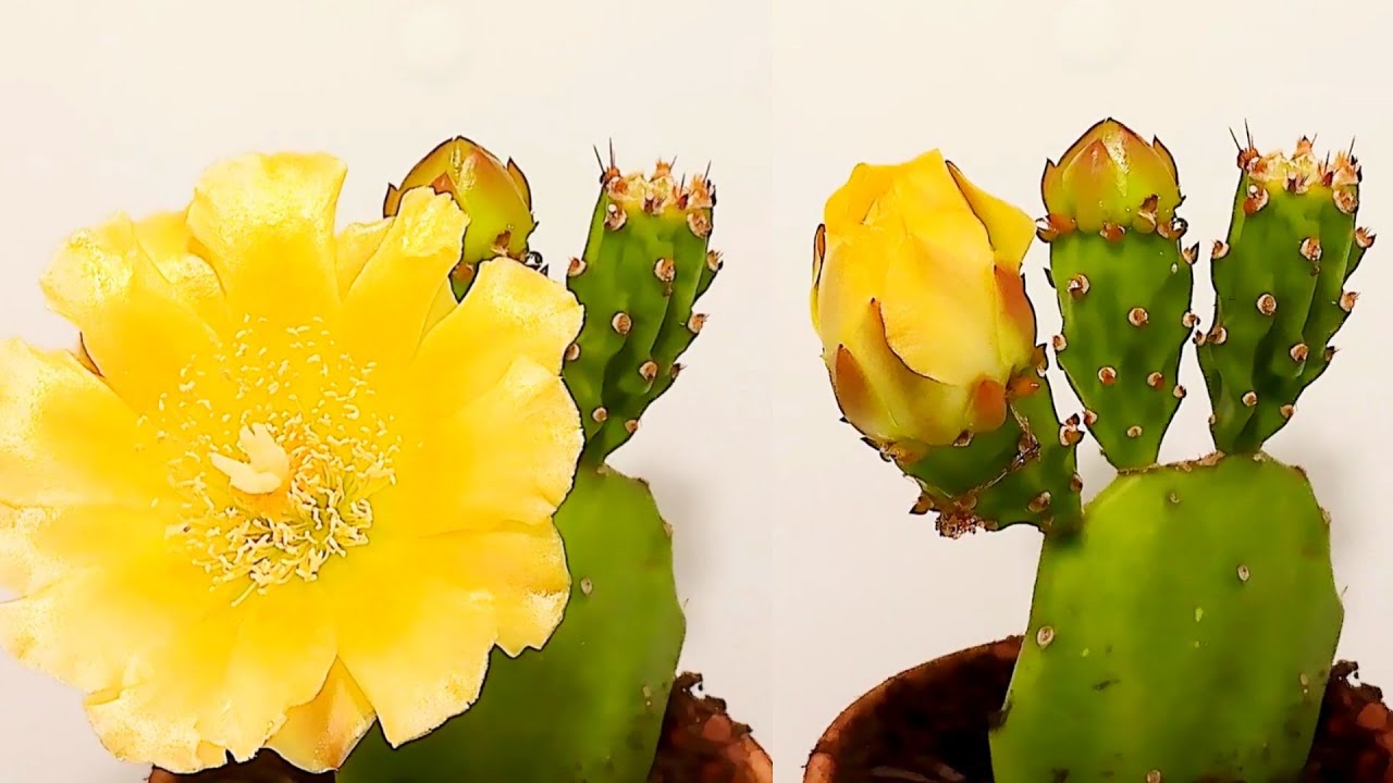 Flores Del Nopal || Cámara Rápida - YouTube