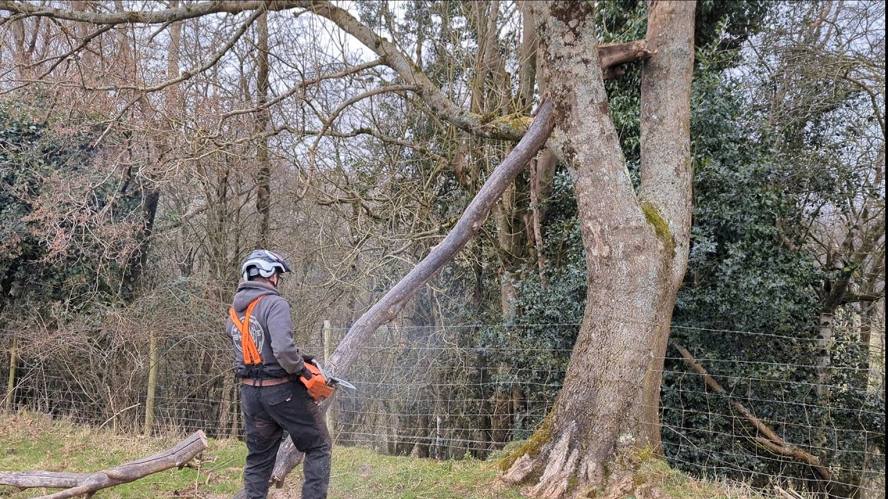 572xp clearing a hung up branch! - YouTube
