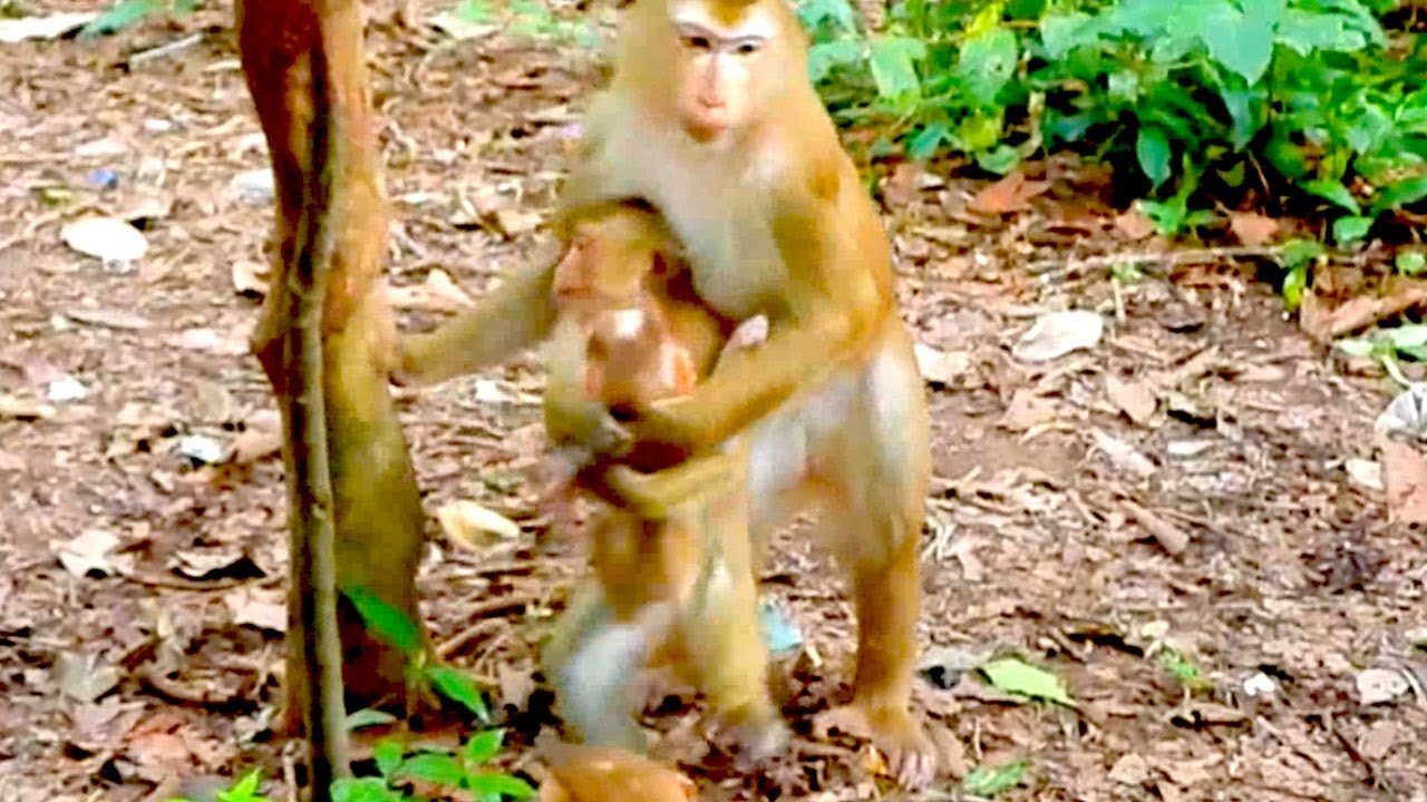 Surprise! Baby Monkey Luno Plays with Incredible Energy Today - YouTube