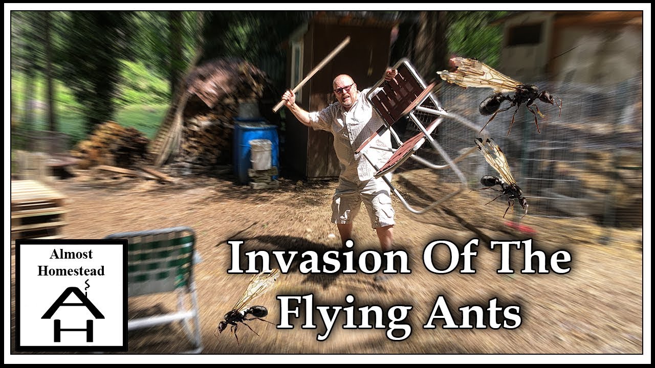 Invasion Of The Flying Ants (Carpenter Ants) - YouTube