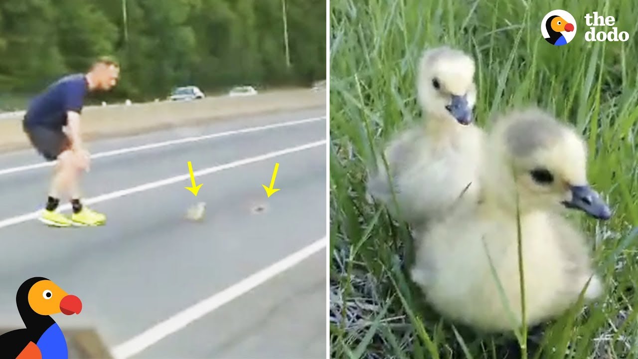 Baby Ducks Stuck on Highway Get Help From Kind Strangers | The Dodo ...