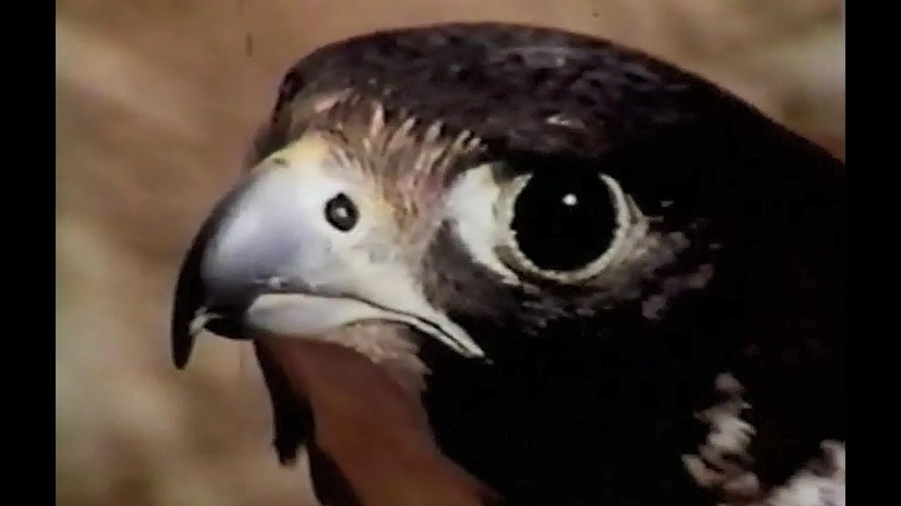 Disney's "Varda, The Peregrine Falcon" Season 16 Ep 7 - YouTube