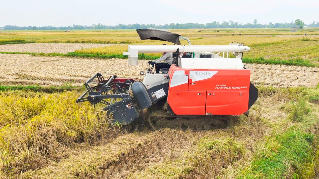 Kubota King Pro Paddy Cutting | New Kubota Harvester Working - YouTube